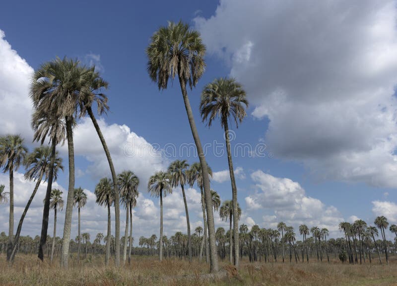 Palm Grove. Beautiful Palm Trees Stock Photo - Image of isolated ...