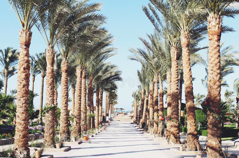 Palm grove stock image. Image of tropical, sunset, view - 93112589