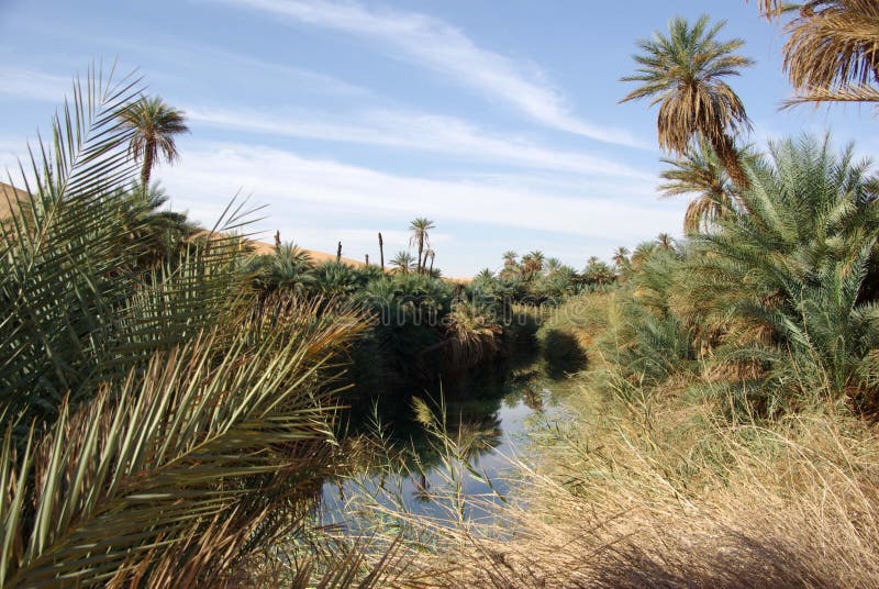 Tree in Libyan desert stock photo. Image of ochre, wild - 13709940