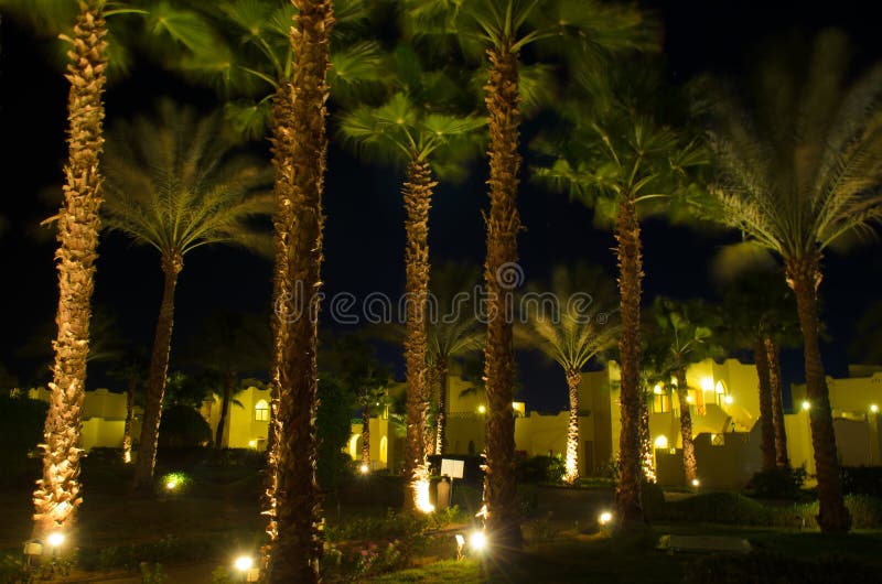 Palm grove stock photo. Image of summer, palm, night - 43895862