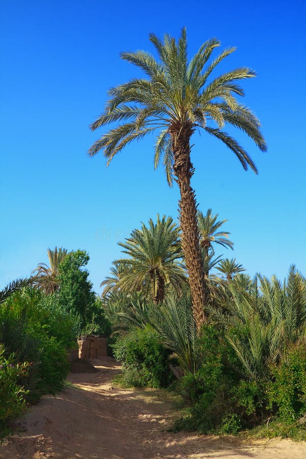 Palm grove stock image. Image of palmaceae, calm, morocco - 14682015