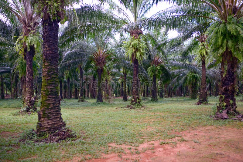 Palm grove stock photo. Image of grove, land, organic - 49861456
