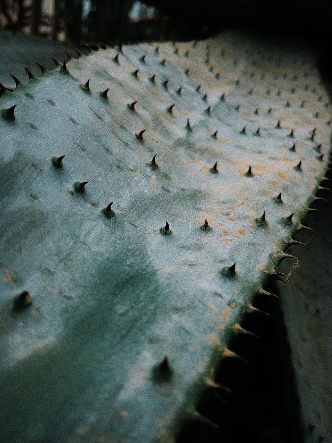 Palm house leafe stock image. Image of wildlife, tree - 177997579