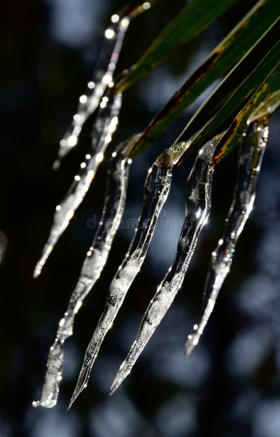 Palm icicles stock image. Image of season, leaf, nature - 90118633
