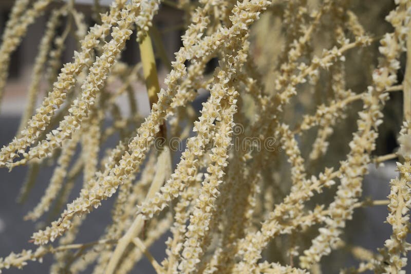 Palm inflorescence closeup stock photo. Image of leaf - 152473452