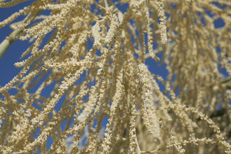 Palm inflorescence closeup stock photo. Image of garden - 152473462