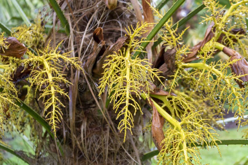 Palm Inflorescence stock image. Image of leaves, coconut - 214933411