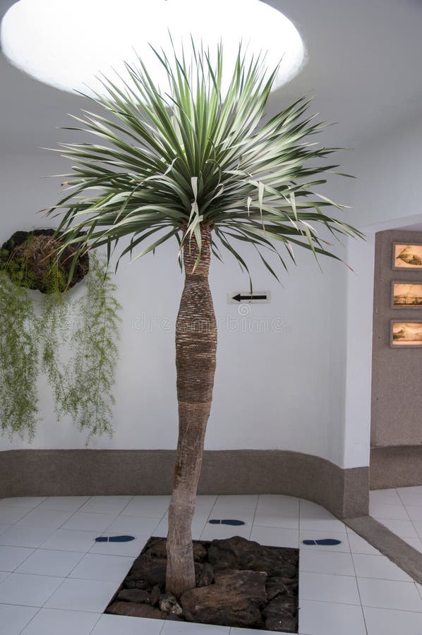Palm inside a house stock image. Image of botanical, leaf - 37811611