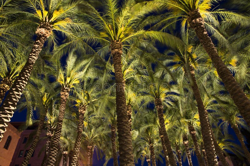 555 Jerusalem Palm Tree Stock Photos - Free & Royalty-Free Stock Photos ...