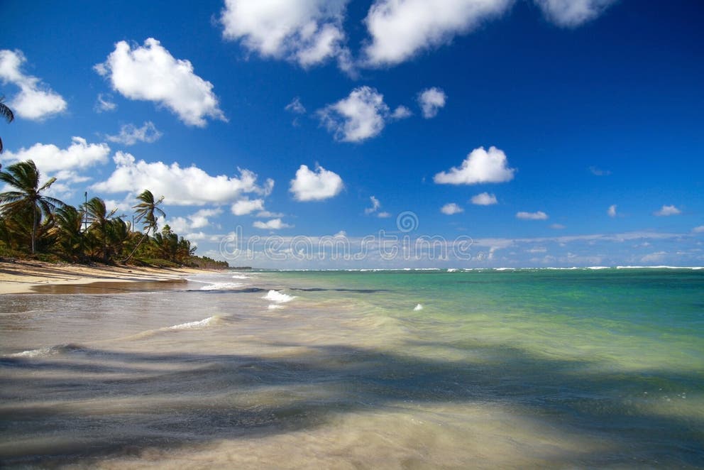 Palm jungle on beach stock image. Image of paradise, coast - 13181077
