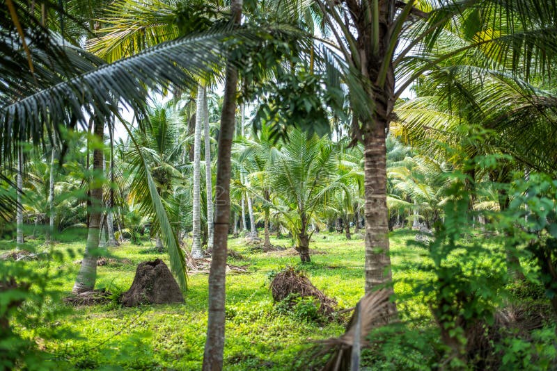 Palm jungle in Sri Lanka stock photo. Image of abstract - 147978934