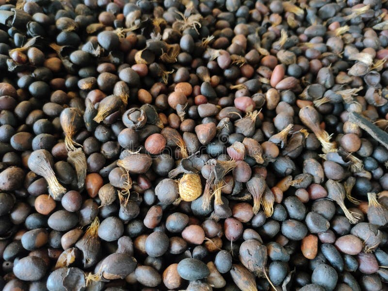 Palm Kernal Seeds with Uncracked Kernals and Thick Shells Stock Photo ...