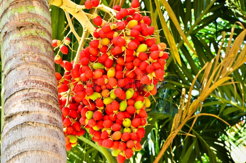 Palm kernel. stock photo. Image of conservation, bunch - 28375556