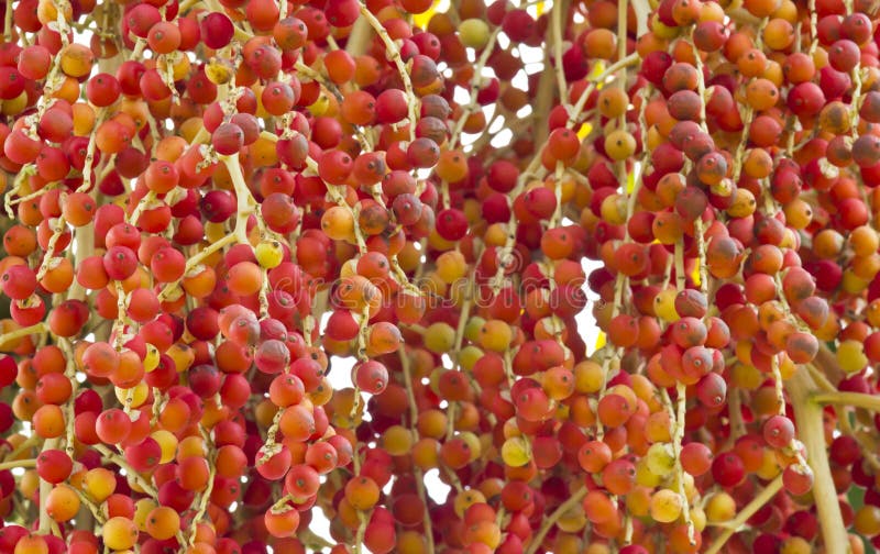 Palm Kernel Seed stock image. Image of harvested, seed - 5076497