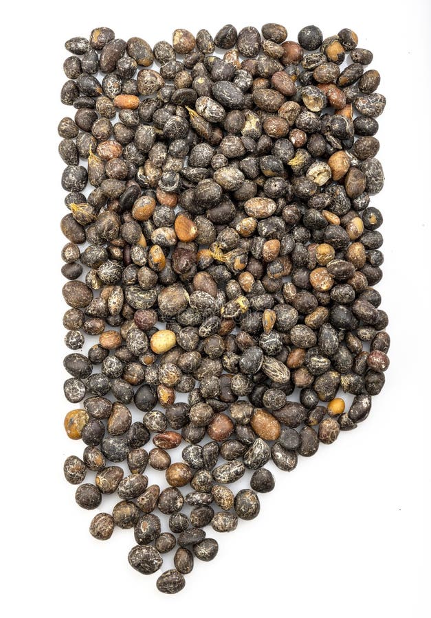 Dry Palm Kernel Fruits Shot in White Background Stock Image - Image of ...