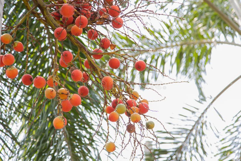 Palm kernel stock photo. Image of background, group, farm - 74913238