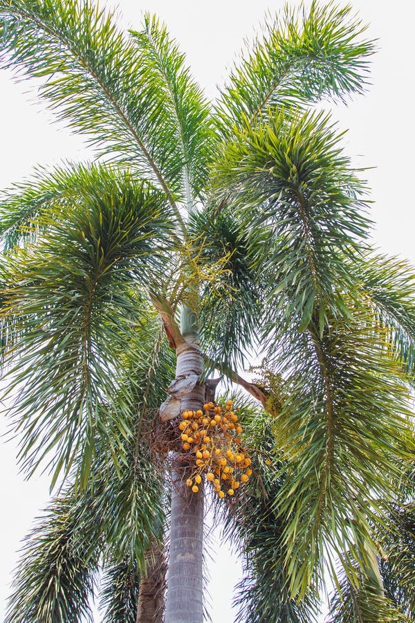 Palm Kernel Meal Powder with Shell by Product from Oil Production and ...