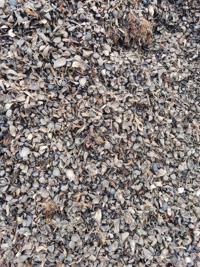 Palm Kernel Shells stock image. Image of factory, waste - 285043853