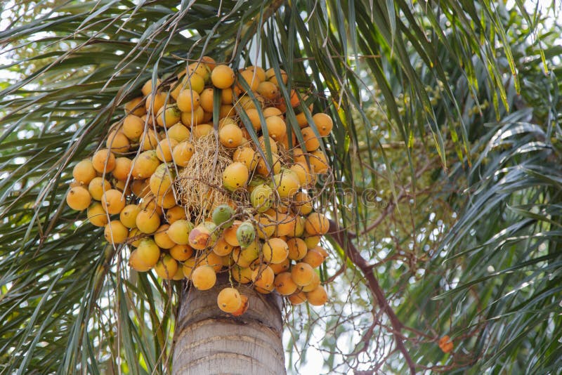 Palm kernel stock photo. Image of background, group, farm - 74913238