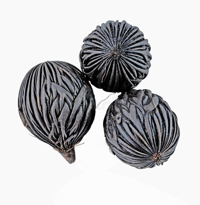 Palm kernel. stock photo. Image of conservation, bunch - 28375556