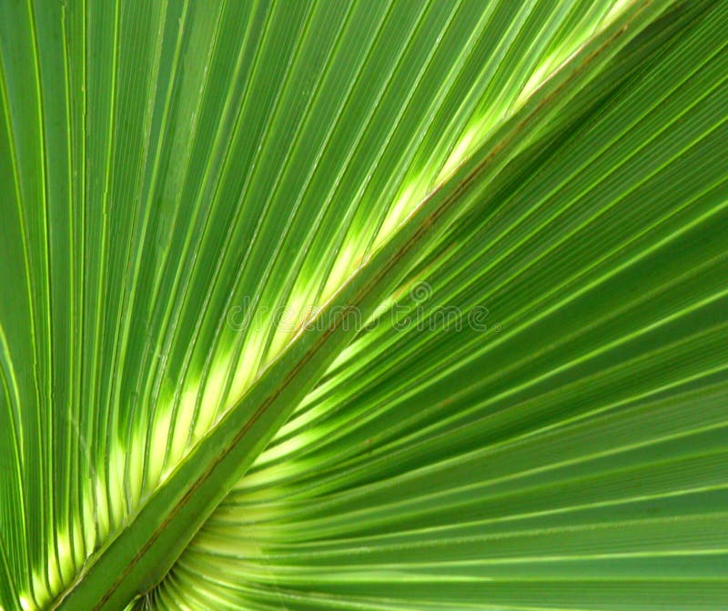 Palm Leaf 1 stock image. Image of palm, abstract, leaf, tree - 82515