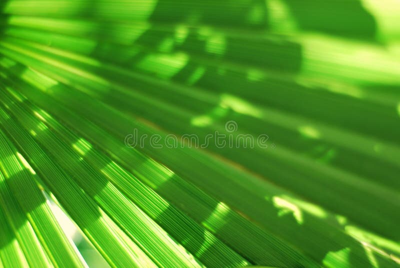 Palm leaf stock image. Image of tree, leaf, palm, nature - 11652403