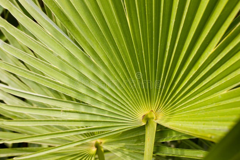 Palm leaf stock image. Image of botany, pattern, growth - 12123067