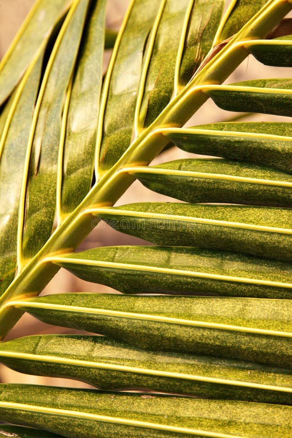 Palm leaf stock photo. Image of growth, outdoors, natural - 12455208