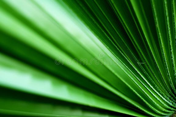 Palm leaf stock image. Image of haawaii, tree, climate - 13250331
