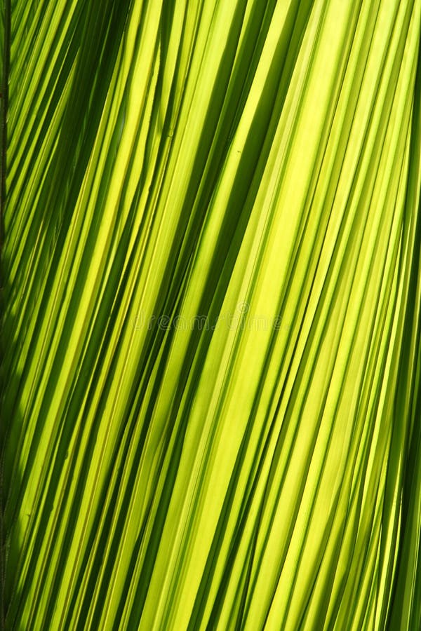 Palm leaf mat background stock photo. Image of zigzag - 14056904