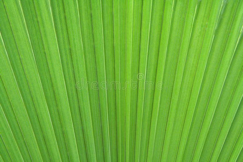 Palm leaf stock photo. Image of green, palm, tree, nature - 14269150
