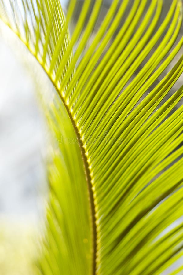 Palm leaf stock photo. Image of transparent, curve, green - 15817864