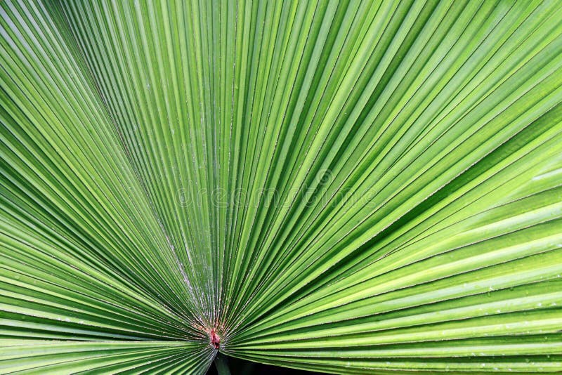 164 Pleated Palm Stock Photos - Free & Royalty-Free Stock Photos from ...