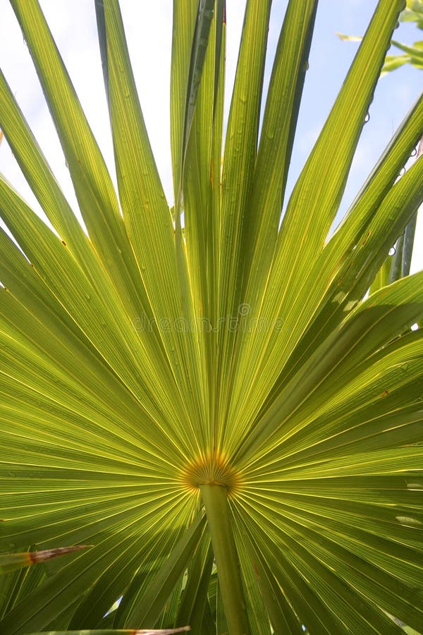 Palm tree leaves stock photo. Image of sharp, tree, nature - 154693344