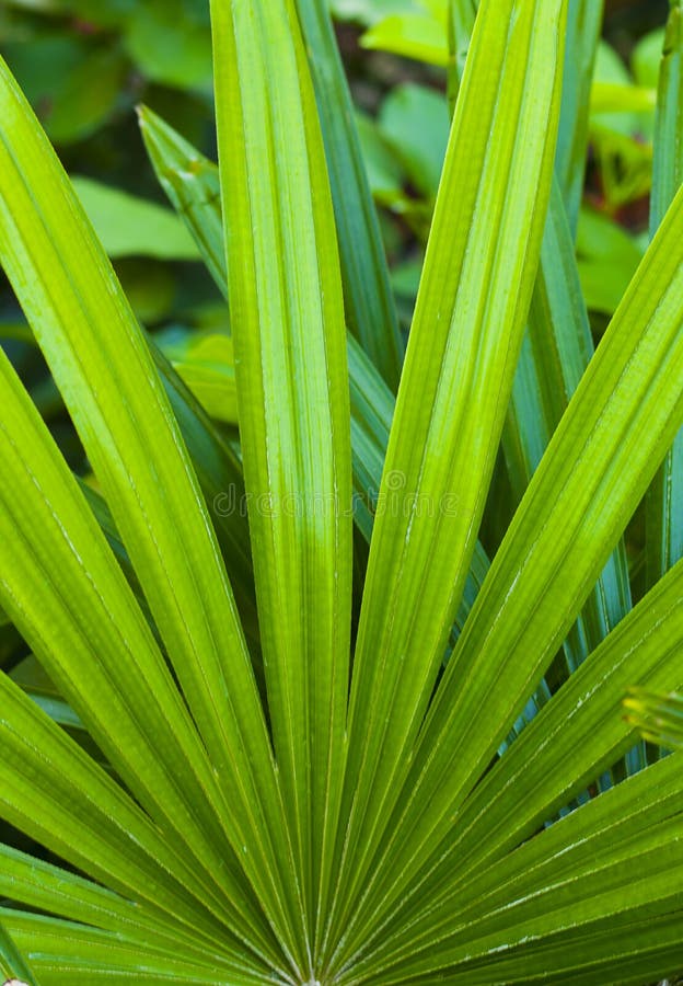 Closeup of a palm leaf stock image. Image of limb, jungle - 42348933