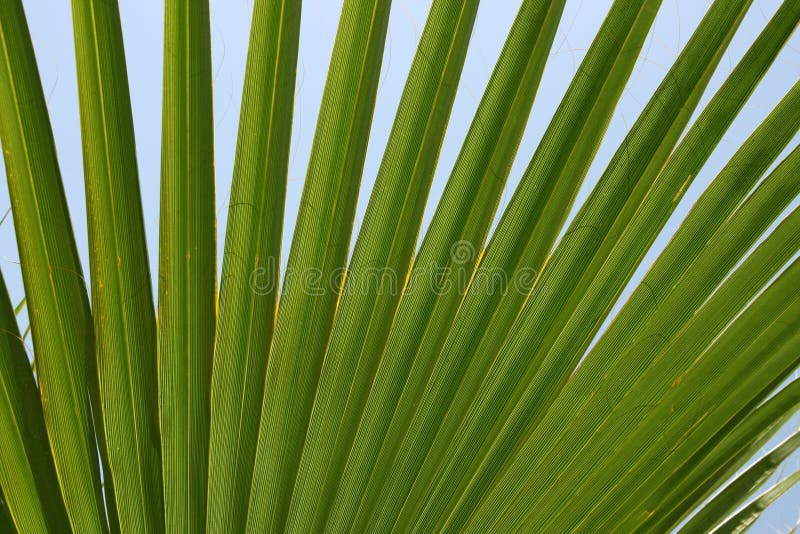Palm leaf stock image. Image of plant, green, macro, tropical - 22869
