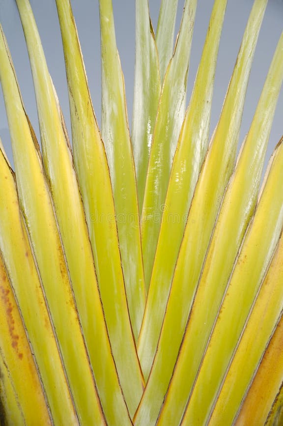 Palm leaf stock image. Image of lines, palm, details, color - 2831287