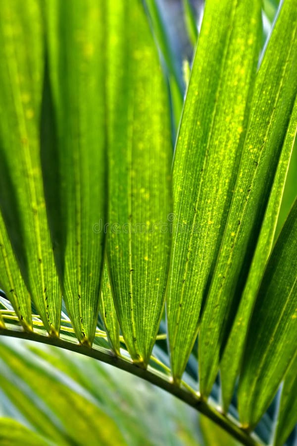 Palm leaf stock image. Image of vertical, line, straight - 323335