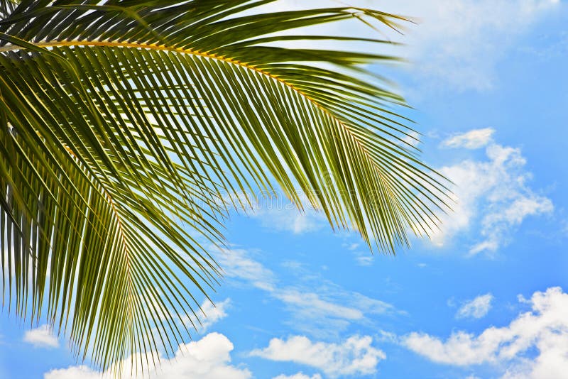 Palm leaf stock image. Image of bright, branch, daylight - 4838335