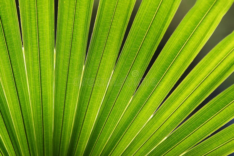 Palm leaf stock image. Image of plant, green, macro, tropical - 22869