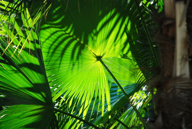 Palm leaf stock image. Image of color, leaf, light, palms - 5513957