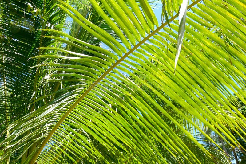 Palm leaf stock photo. Image of forest, plant, trees, frond - 5086