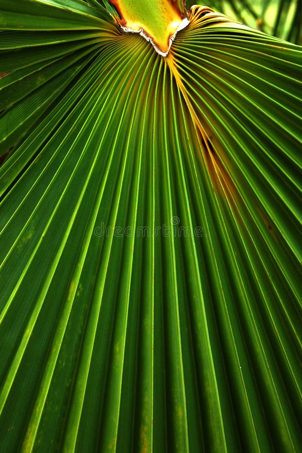 Palm Leaf stock image. Image of leaf, design, lines, palmaceae - 96899