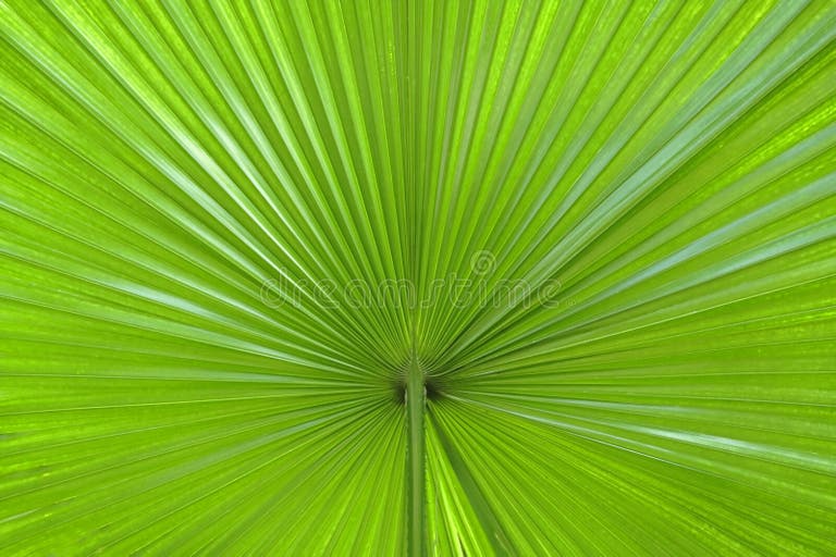 2,619 Beach Palm Circle Stock Photos - Free & Royalty-Free Stock Photos ...