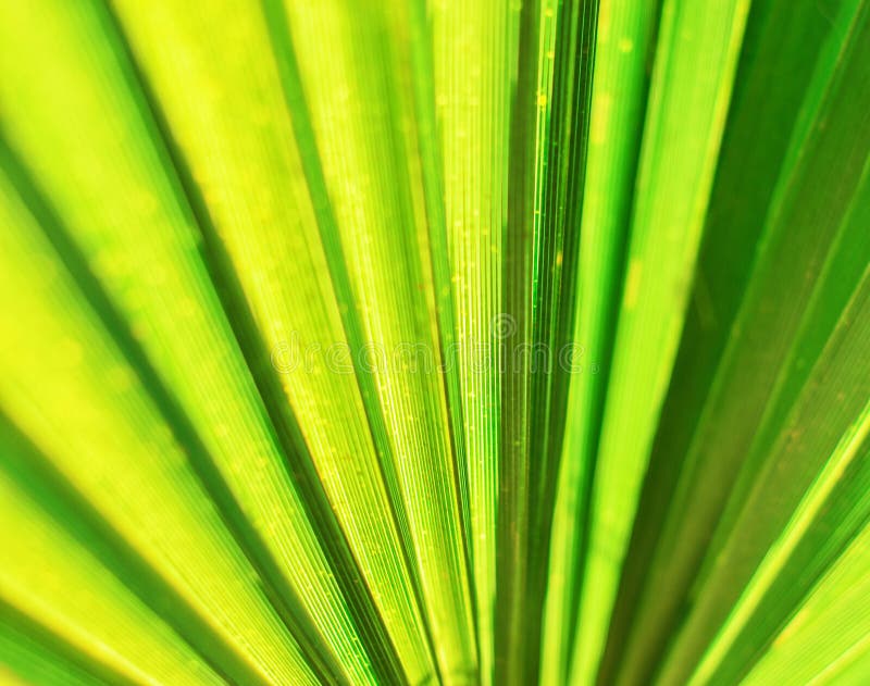 Palm Leaf Abstract Background Stock Photo - Image of growth, climate ...