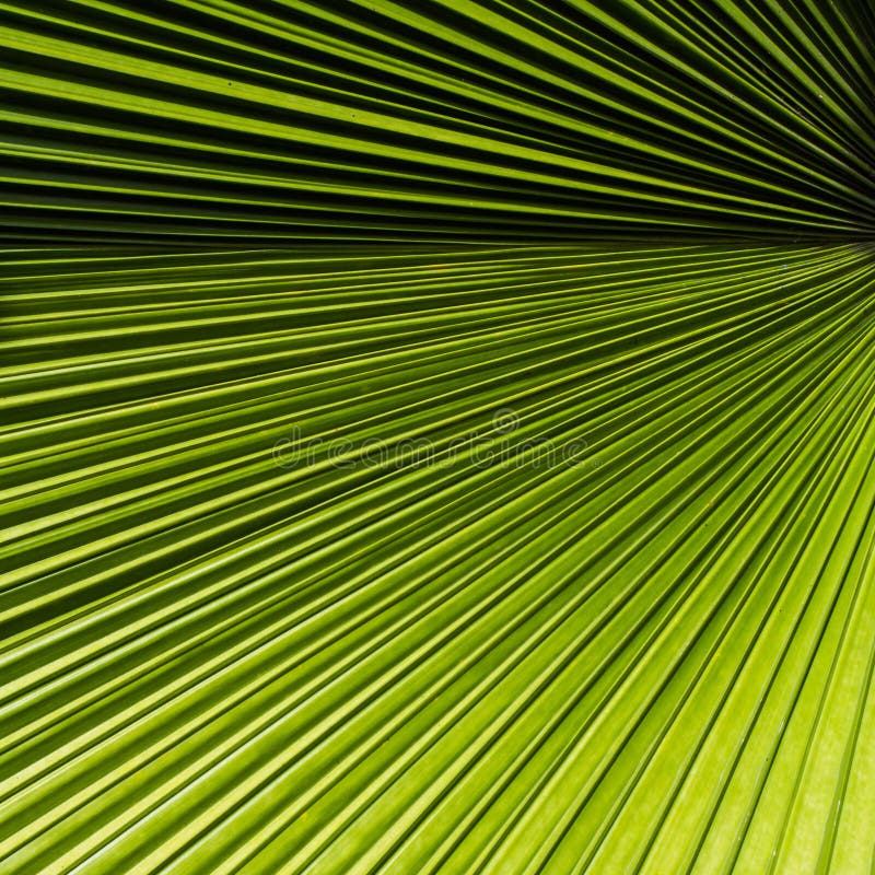 Palm leaf stock photo. Image of backdrop, local, botany - 32185386