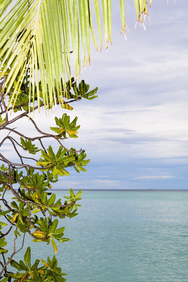 Palm leaf and the beach stock photo. Image of sand, journey - 27339472