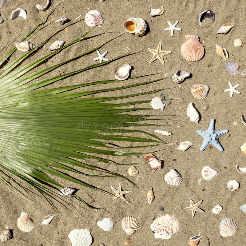 Palm Leaf on Beach Sand among Seashells and Starfish Stock Photo ...