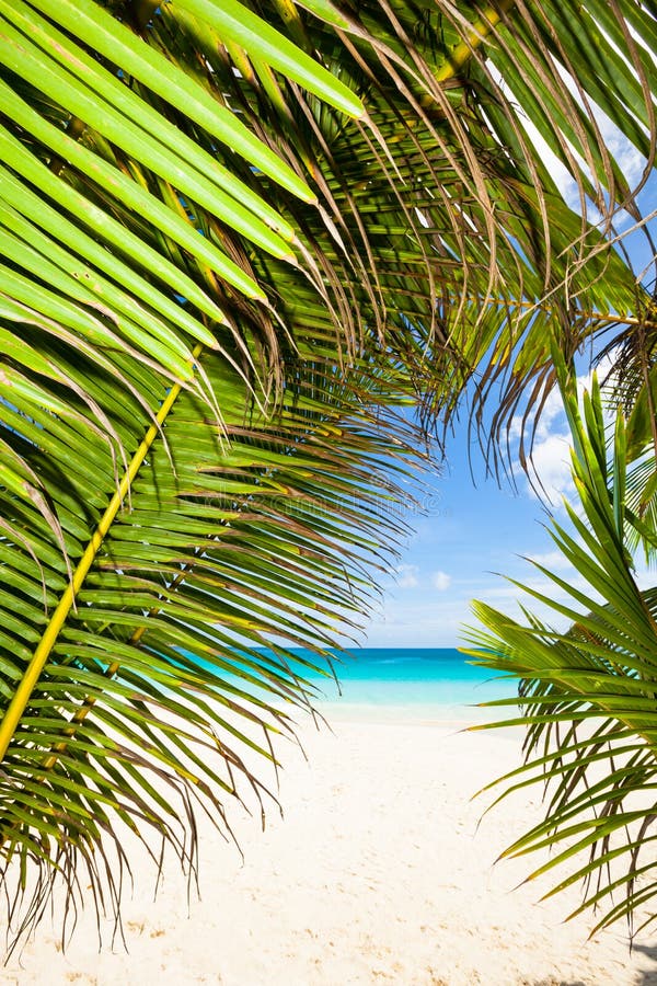Palm leaf at the beach stock image. Image of blue, holiday - 24316387