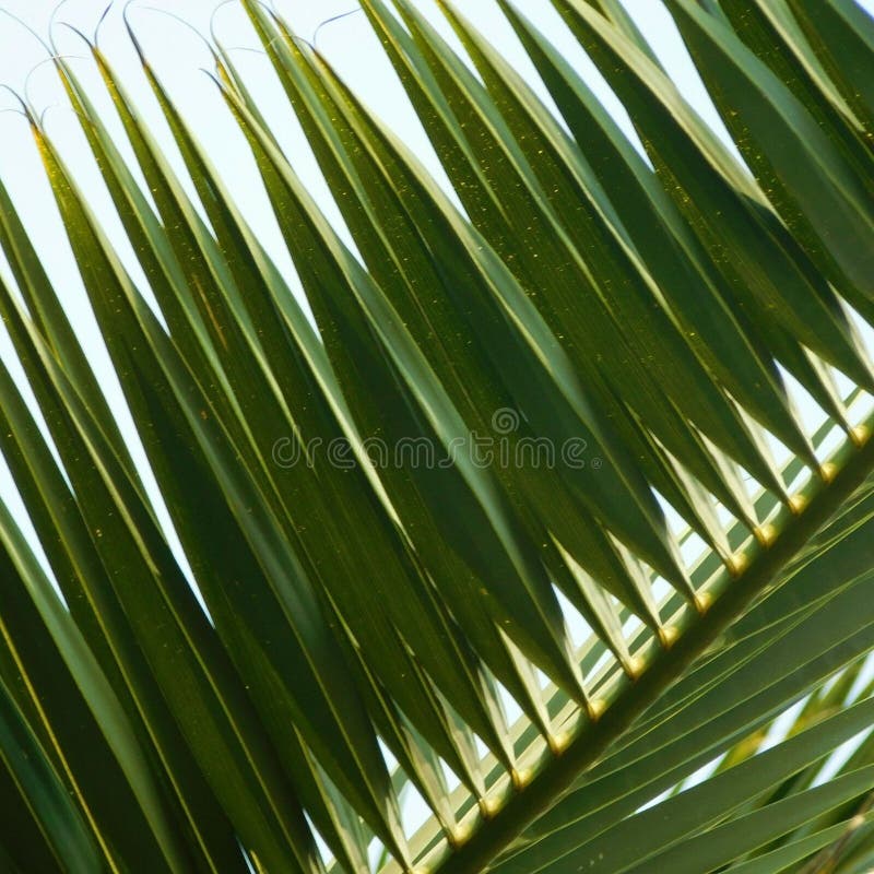 Palm leaf close up stock image. Image of palma, texturas - 255184981